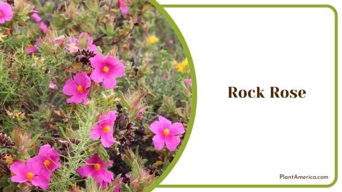 19 Texas Native Plants for a Beautiful, Eco-friendly Yard - Plant America