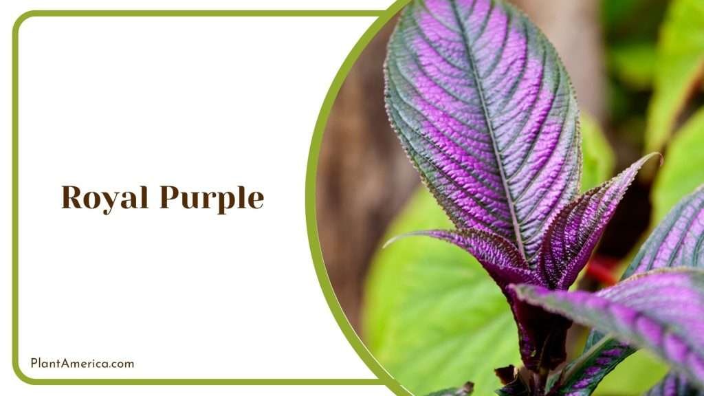 16 Purple Leaf Plants That Brighten Up Your Garden - Plant America