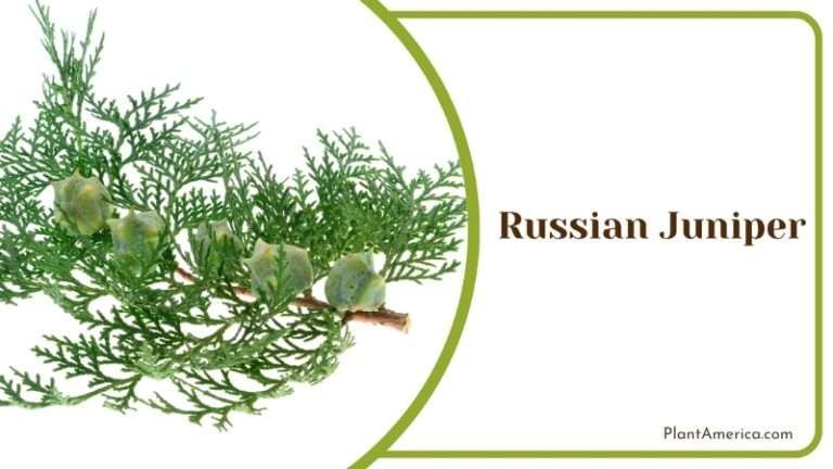 10 Types of Juniper Trees for Any Landscape - Plant America