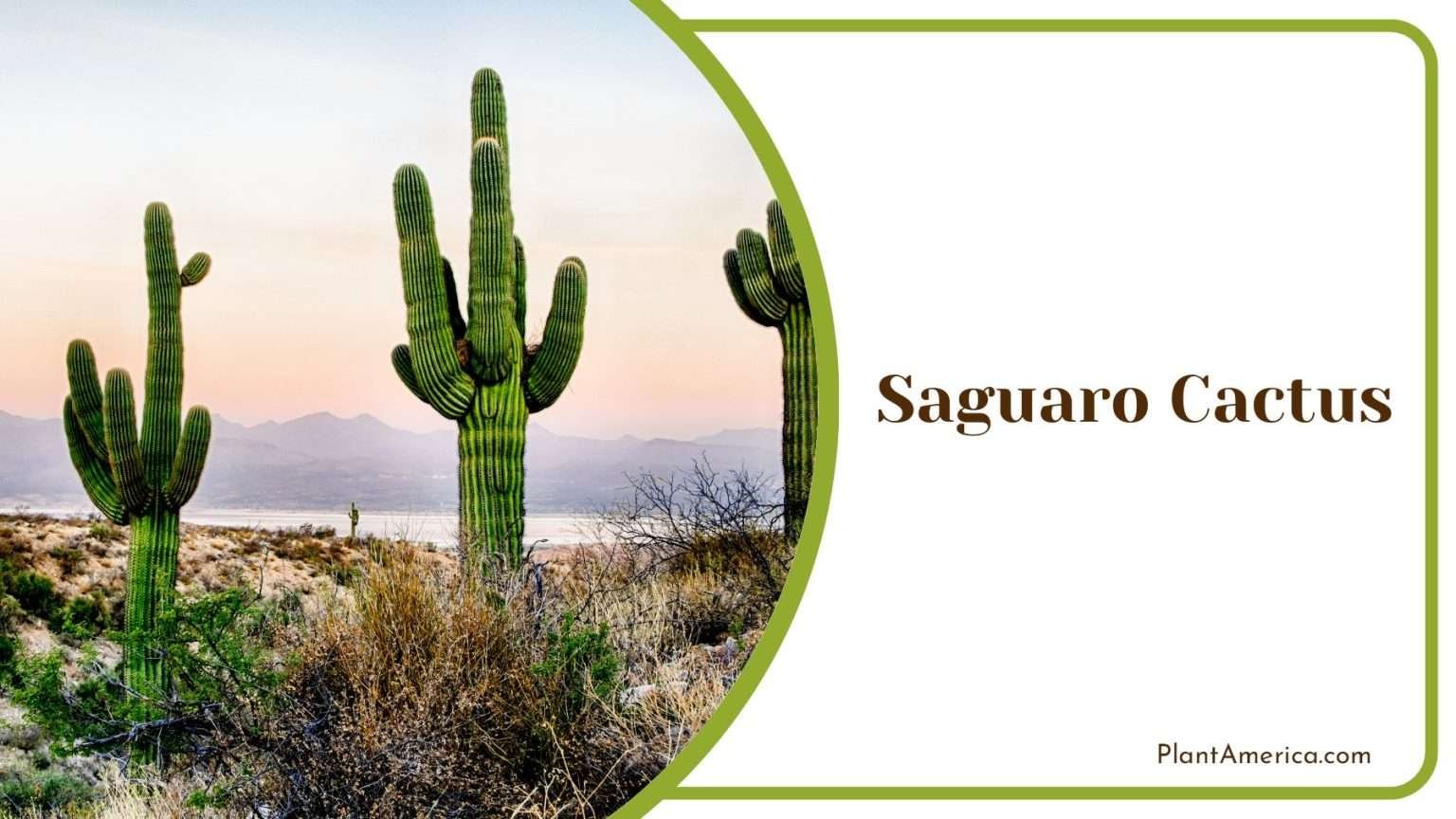13 Types of Cactus In the Dessert that Will Thrive in Arid Land - Plant ...