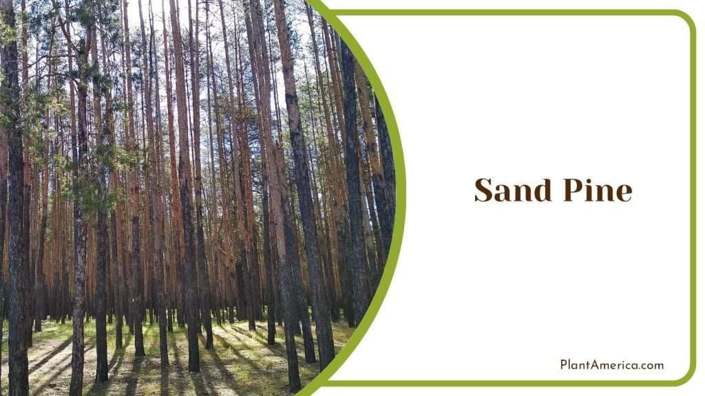 9 Pine Trees in Florida Considered for Landscaping Needs - Plant America
