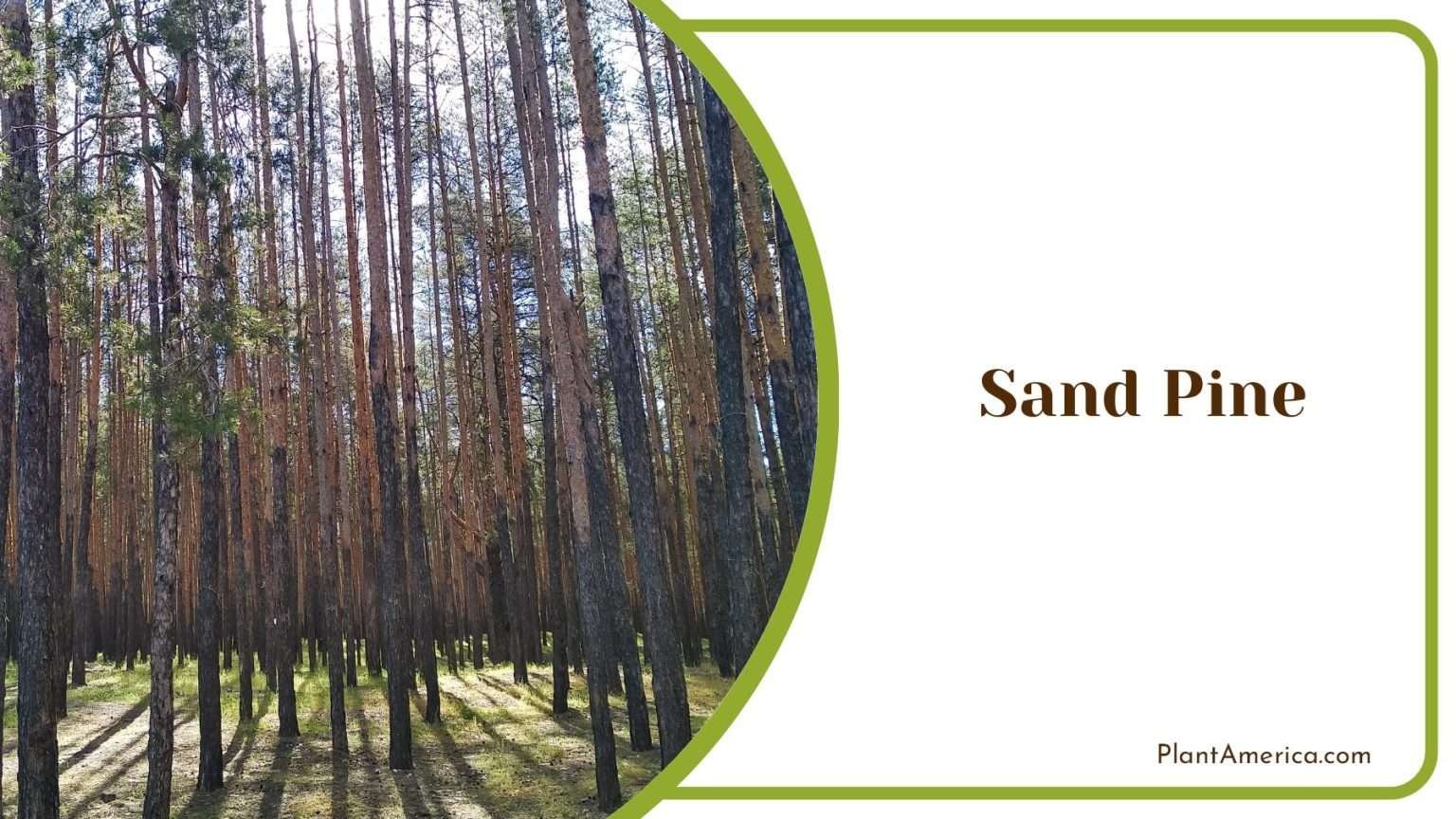 9 Pine Trees in Florida Considered for Landscaping Needs - Plant America