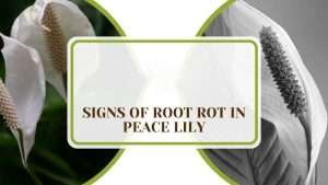Signs of Root Rot in Peace Lily: Causes and Long Term Fixes - Plant America