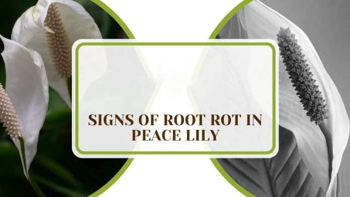 Signs of Root Rot in Peace Lily: Causes and Long Term Fixes - Plant America