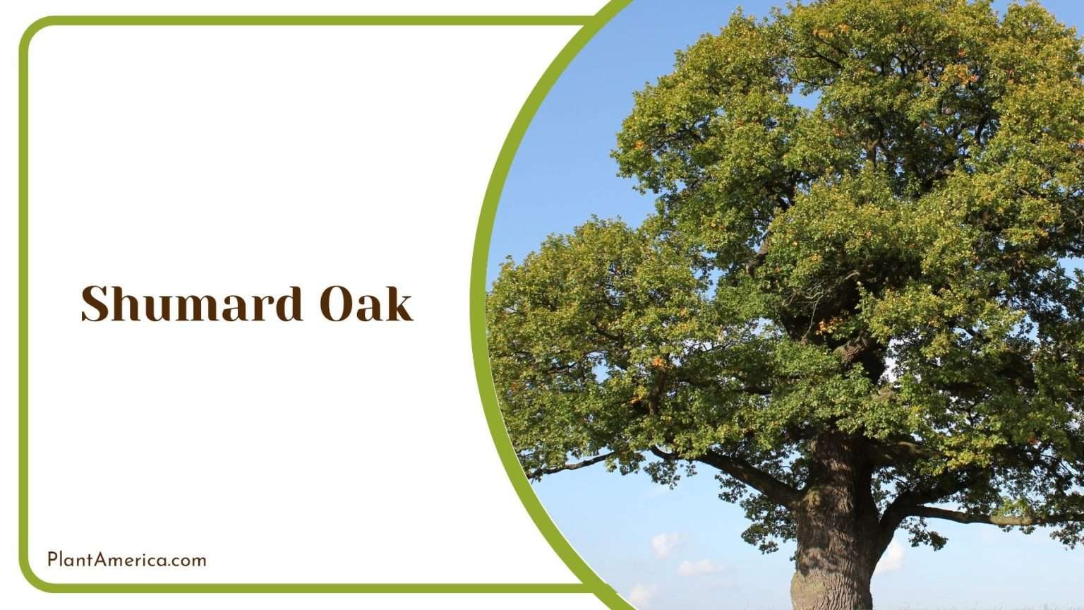 15 Oak Trees in Florida That Will Beautify Any Landscape - Plant America