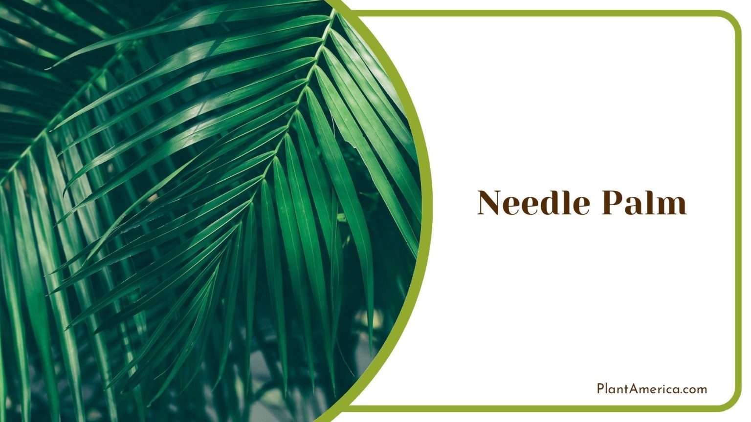 15 Florida Privacy Plants That Beautifully Offer Maximum Boundary ...