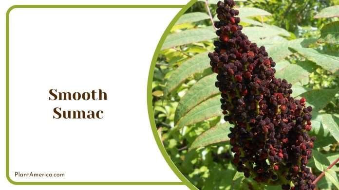 12 Sumac Tree Varieties Every Gardener Should Consider - Plant America