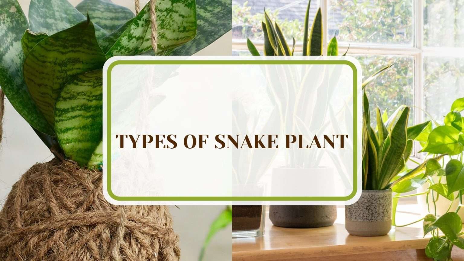 20 Types of Snake Plants That Every Gardener Should Know - Plant America