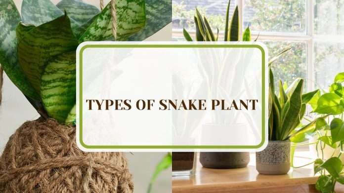 20 Types of Snake Plants That Every Gardener Should Know - Plant America