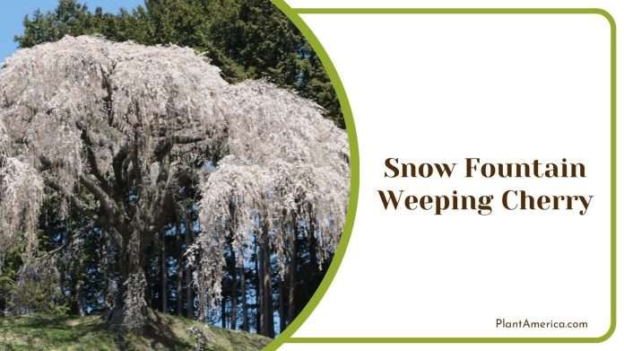 13 Best Types of Weeping Cherry Trees to Beautify Your Yard - Plant America