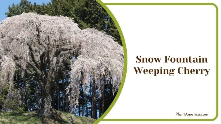 13 Best Types of Weeping Cherry Trees to Beautify Your Yard - Plant America