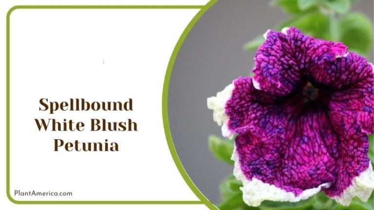 23 Petunia Colors Perfect for Your Stunning Summer Garden - Plant America