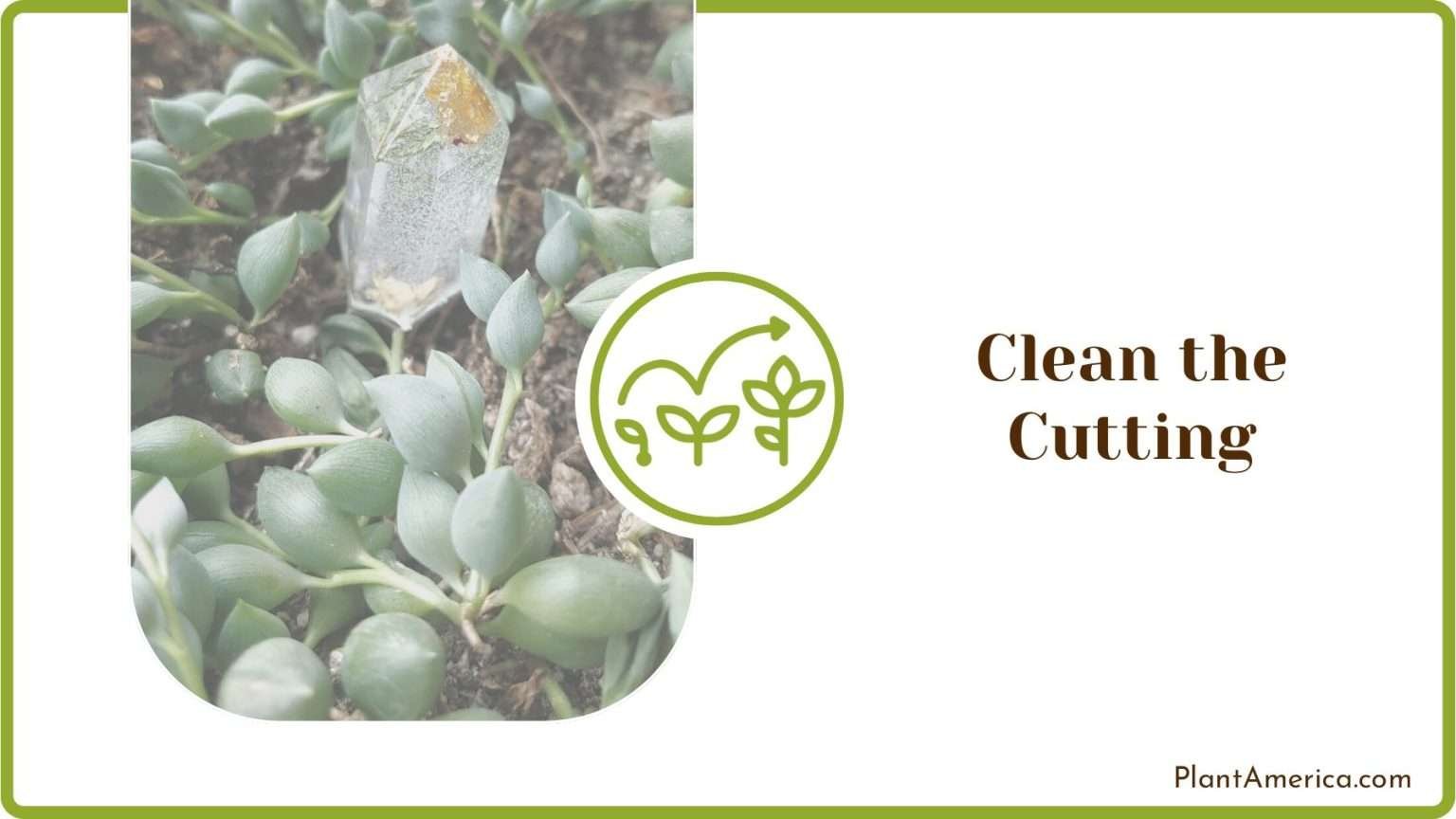 How To Propagate String of Pearls: The Way to Multiply Them - Plant America