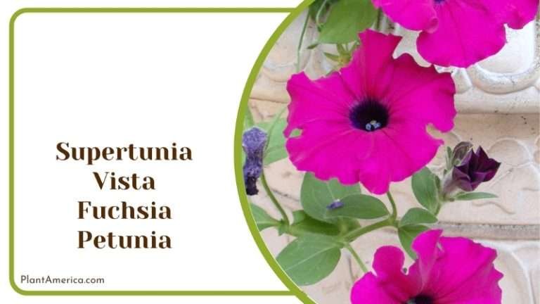23 Petunia Colors Perfect for Your Stunning Summer Garden - Plant America