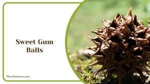 9 Magical Spiky Balls From Trees for Your Garden Decor - Plant America