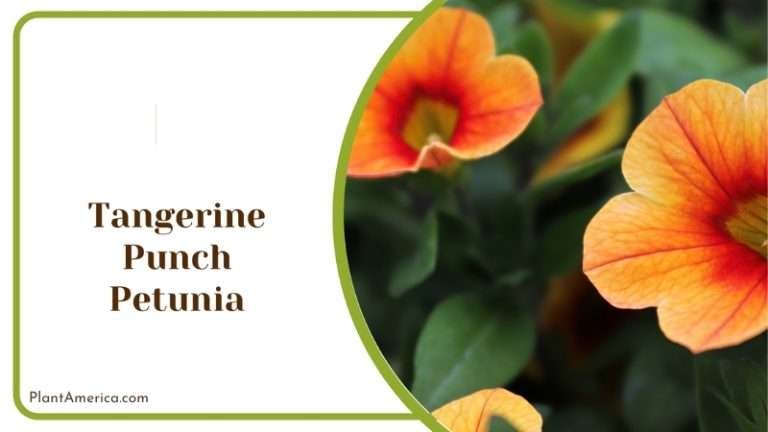 23 Petunia Colors Perfect for Your Stunning Summer Garden - Plant America
