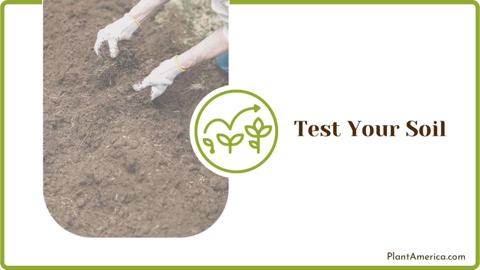 Plant Azaleas in Clay Soil: The Simple Way To Do it At Home - Plant America