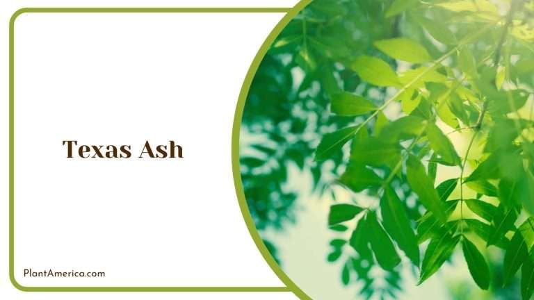 15 Fastest Growing Tree Species for Texas Backyards - Plant America