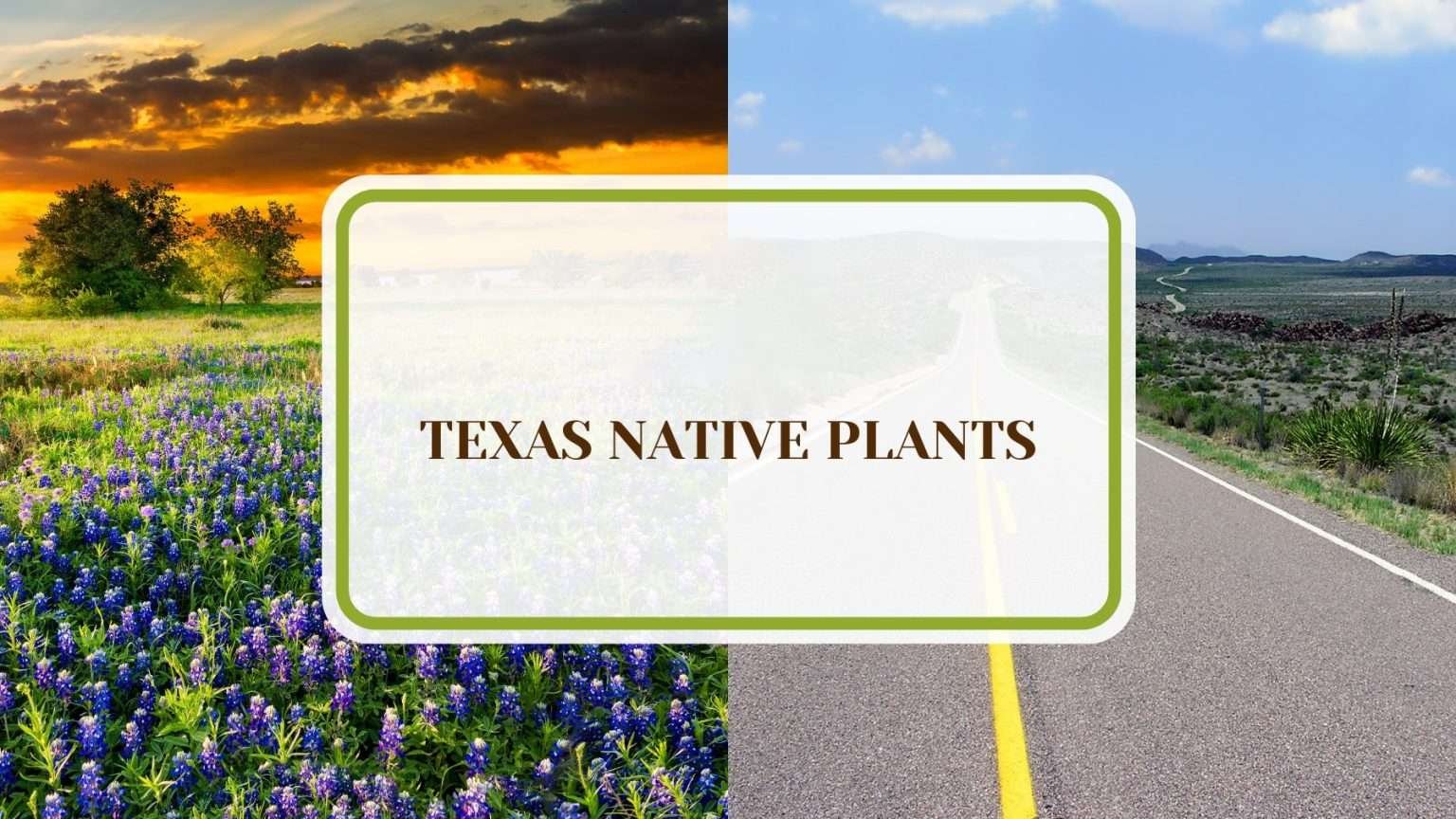 19 Texas Native Plants for a Beautiful, Eco-friendly Yard - Plant America