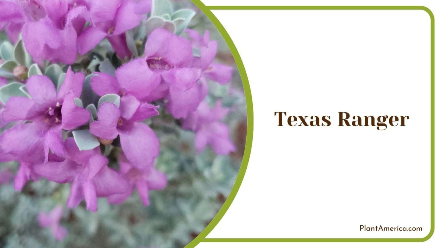15 Full Sun Plants Texas that Love Gardens With Direct Sunlight - Plant ...