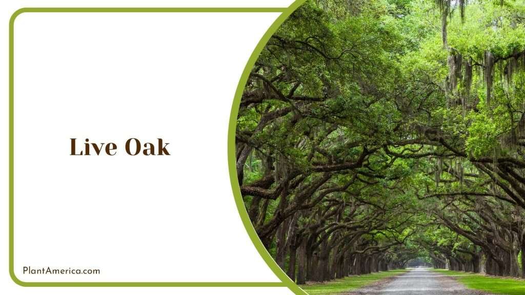 15 Oak Trees in Florida That Will Beautify Any Landscape - Plant America