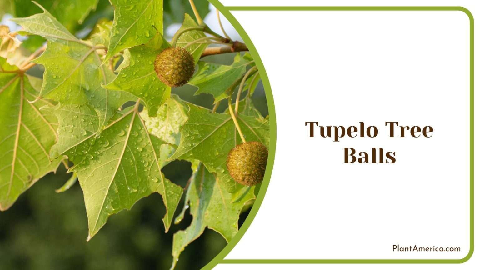 9 Magical Spiky Balls From Trees for Your Garden Decor - Plant America
