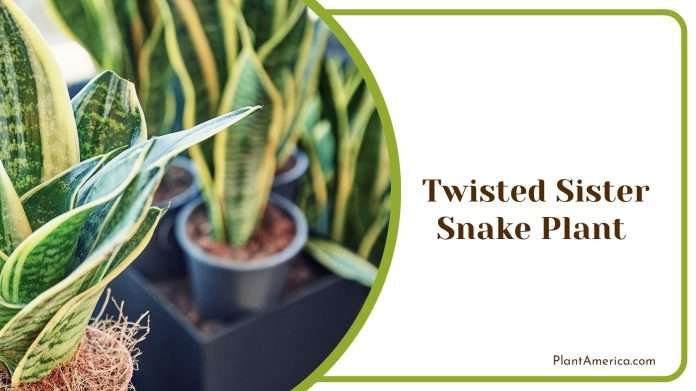 20 Types of Snake Plants That Every Gardener Should Know - Plant America