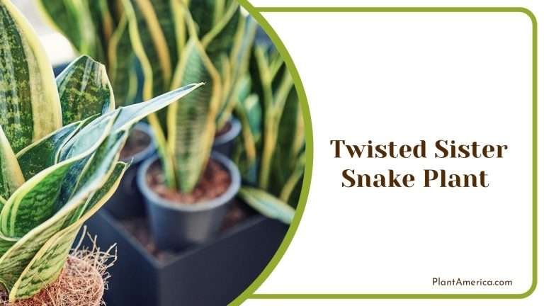 20 Types of Snake Plants That Every Gardener Should Know - Plant America