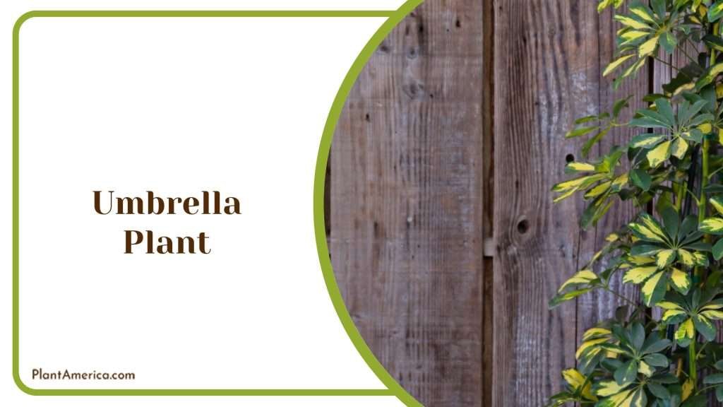 25 Tropical Plant Leaves Easy and Perfect For Beginners - Plant America