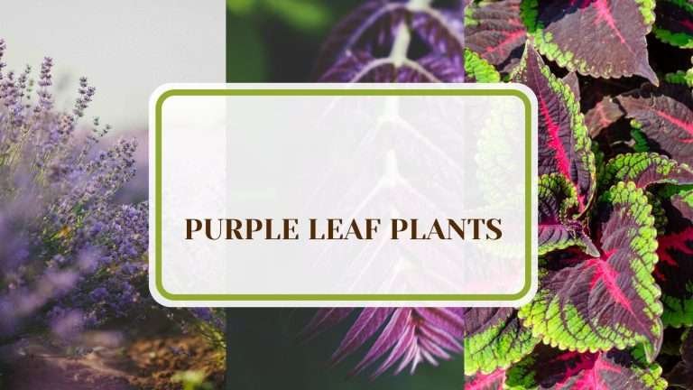 16 Purple Leaf Plants That Brighten Up Your Garden - Plant America