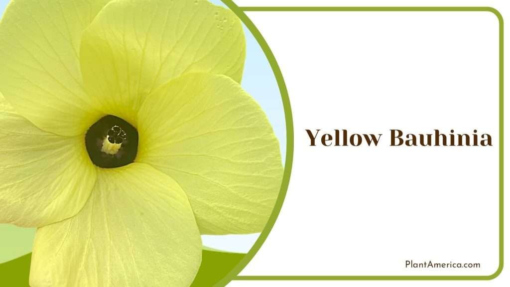 17 Yellow Flower Tree Florida to Add a Splash of Color to Your Yard ...