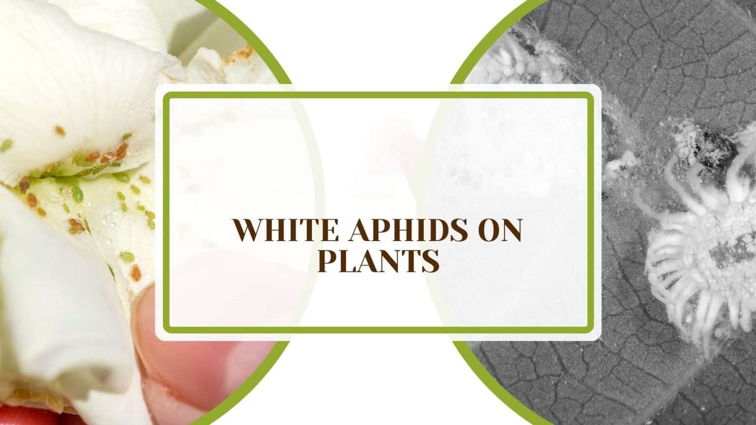 White Aphids on Plants: Why They Come and Ways To Fix - Plant America