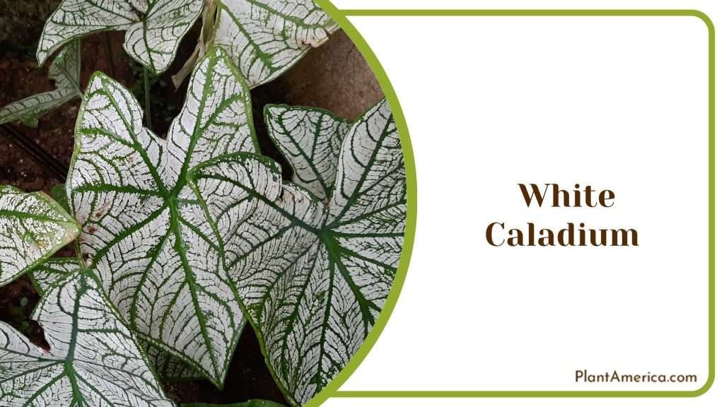 Types of Caladium Varieties to Add Color to Your Garden - Plant America