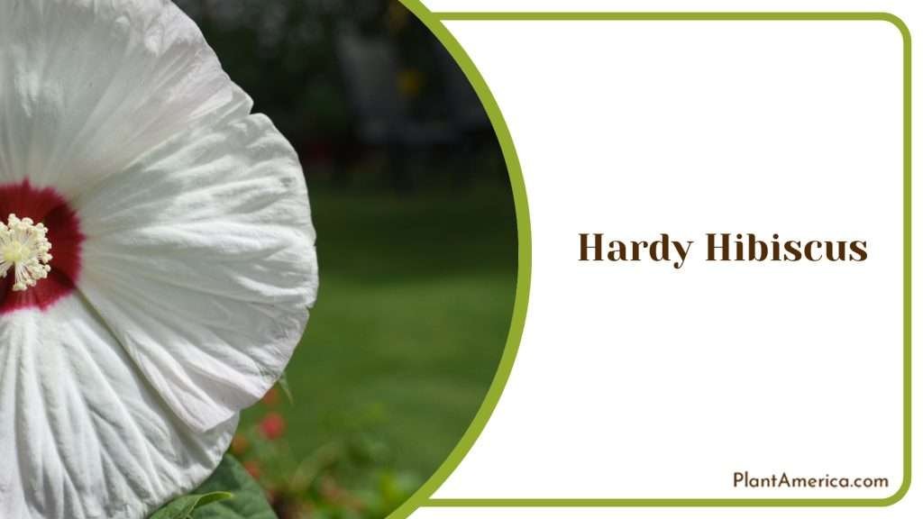 27 Types of Hibiscus That Add Vibrance to Your Garden - Plant America