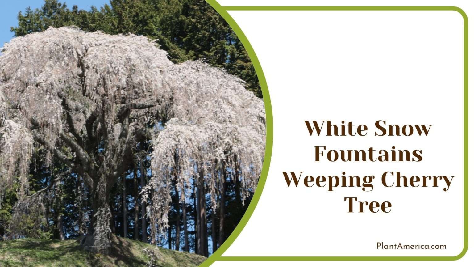 14 Dwarf Cherry Blossom Tree for Stunning Spring Blooms - Plant America