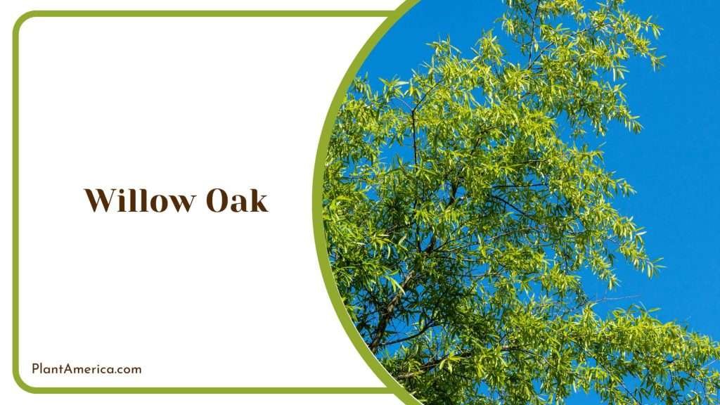 18 Acorn Trees To Consider for Your Yard and Garden - Plant America