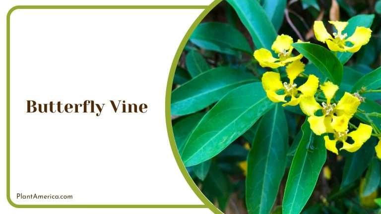 19 Butterfly Plants Florida That You'll Fall in Love With - Plant America