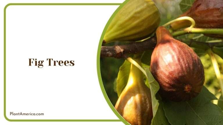22 Types of Fruit Trees You Should Consider for Your Orchard - Plant ...