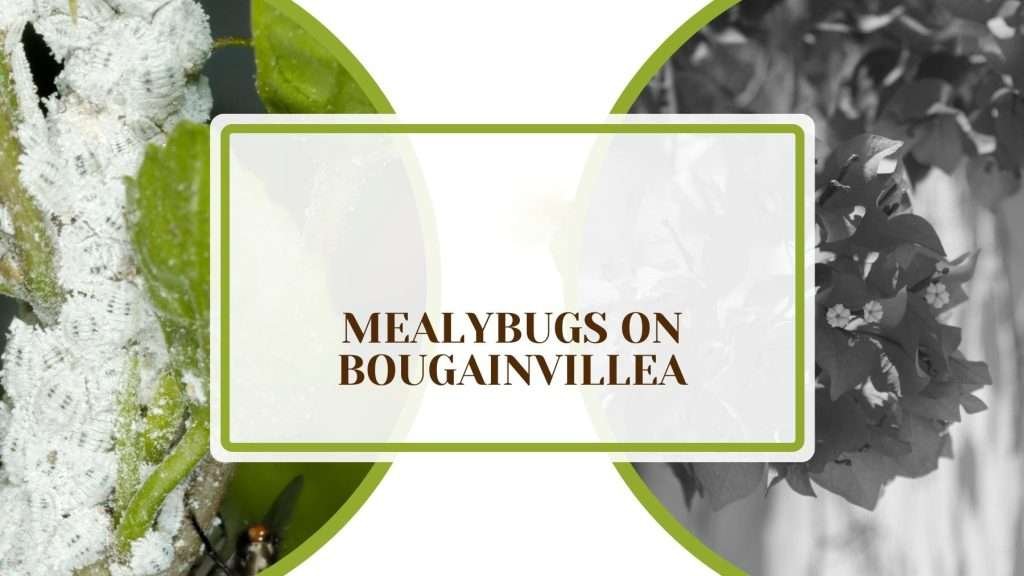 Mealybugs on Bougainvillea — How To Get Back in Control - Plant America