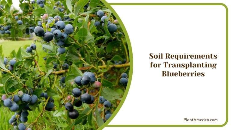 How to Transplant Blueberry Bushes: A Step-By-Step Guide - Plant America