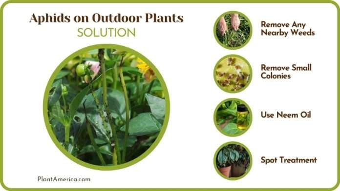 How To Get Rid of Aphids on Outdoor Plants: 9 Top Tips - Plant America