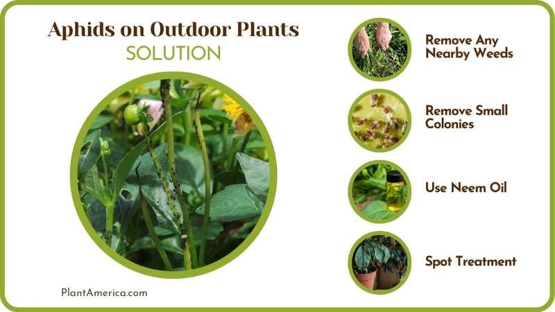 How To Get Rid of Aphids on Outdoor Plants: 9 Top Tips - Plant America