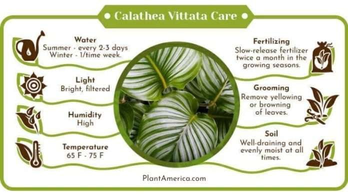 Calathea Vittata: Care Tips for the Amazing Prayer Plant - Plant America