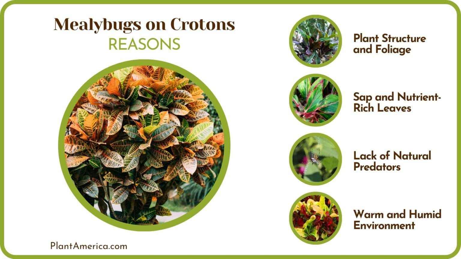 Mealybugs on Crotons: Easy Fixes for Pesky Garden Pests - Plant America