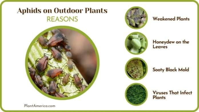 How To Get Rid of Aphids on Outdoor Plants: 9 Top Tips - Plant America