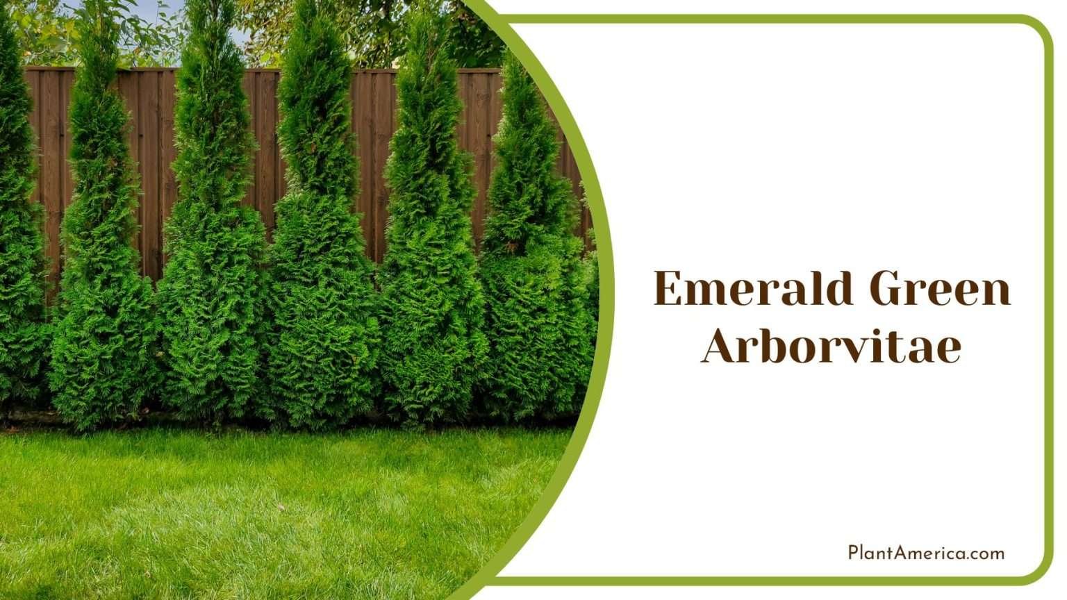 16 Tall Skinny Trees for Privacy Screening in Your Yard - Plant America