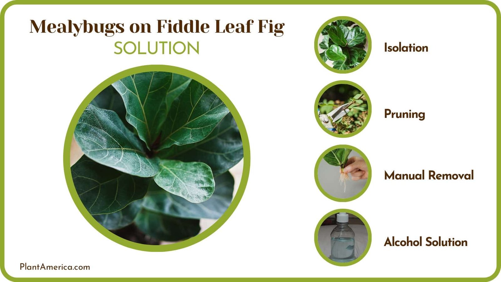 Mealybugs on Fiddle Leaf Fig: Common Causes and Prevention - Plant America