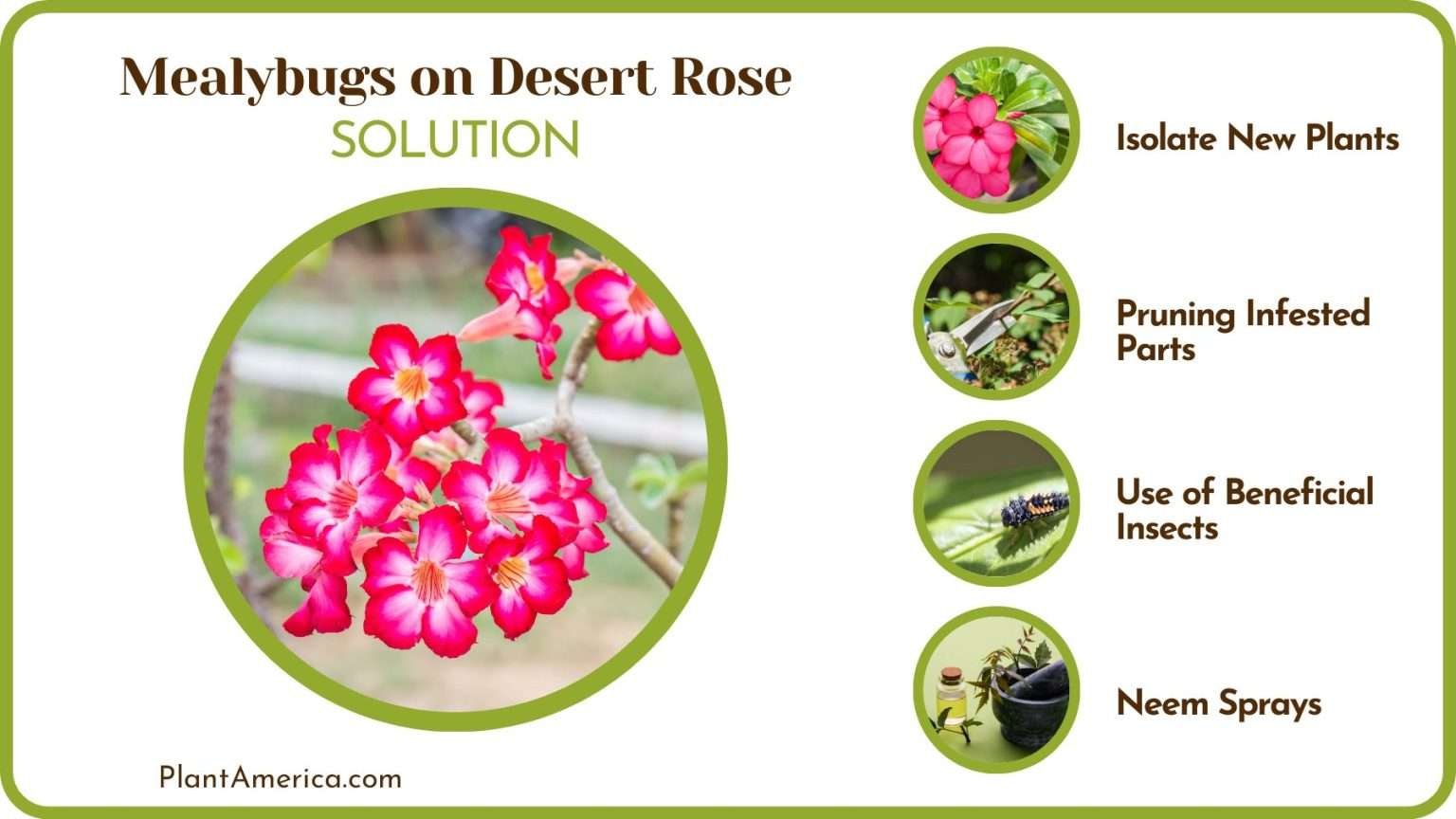 Mealybugs on Desert Rose Plants: Causes and Corrections - Plant America