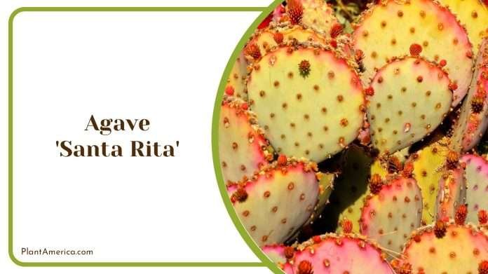 16 Purple Succulents for an Amazingly Beautiful Garden - Plant America