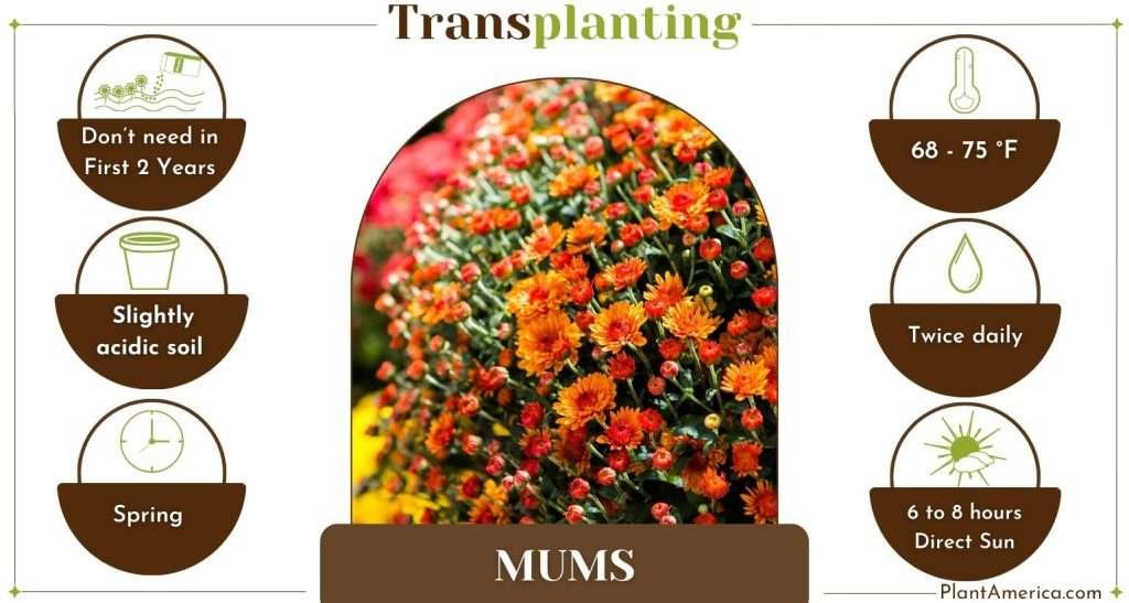 How to Transplant Mums: A Guide to Keeping Them Intact - Plant America